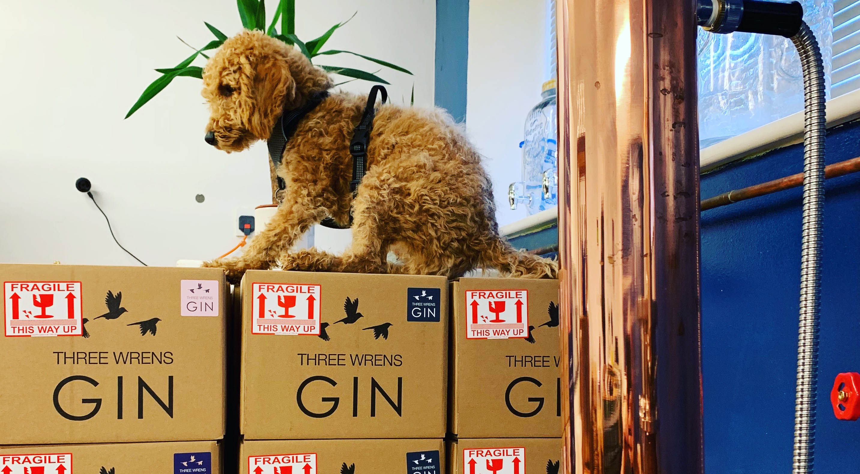 About Us - Three Wrens Gin